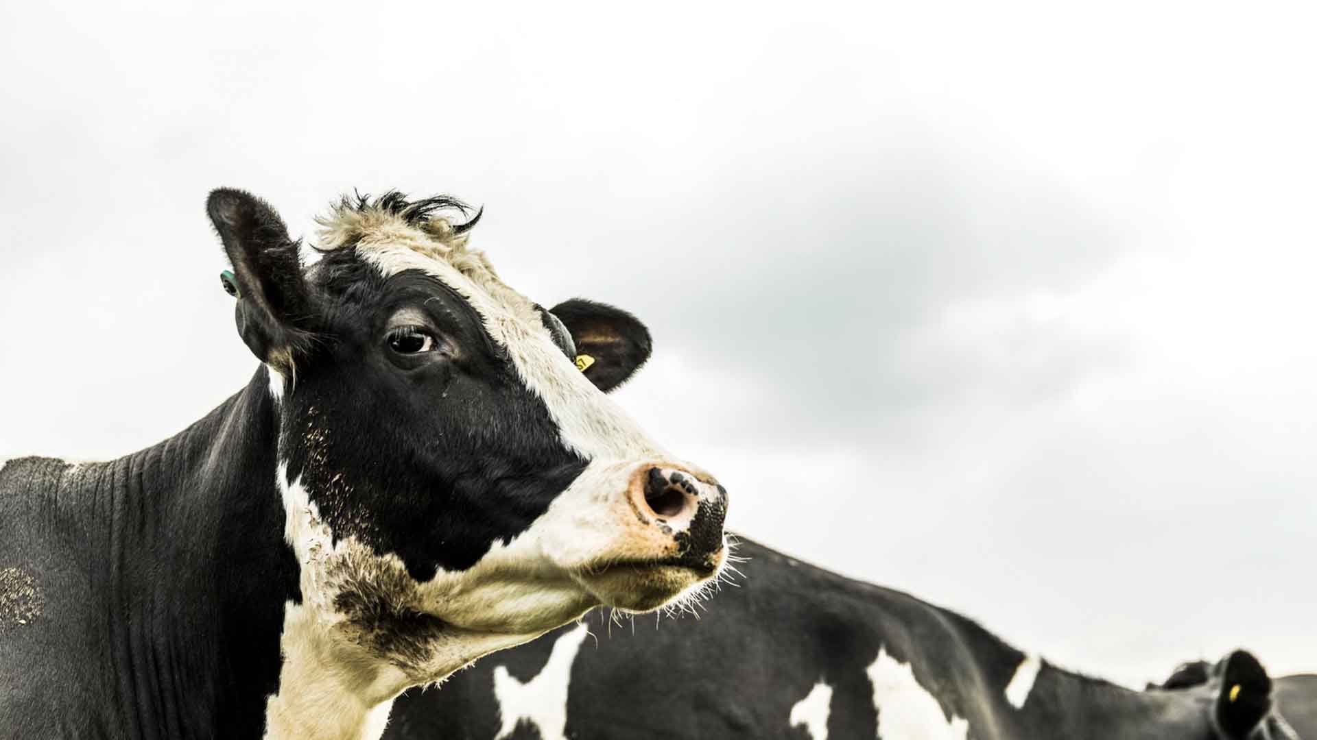 Farm & Field - The Bell at Charlbury